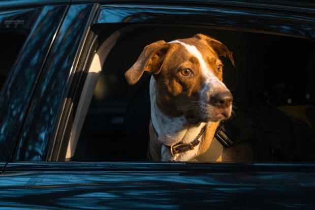 Police warning after dogs left in cars during hot weather in Flintshire