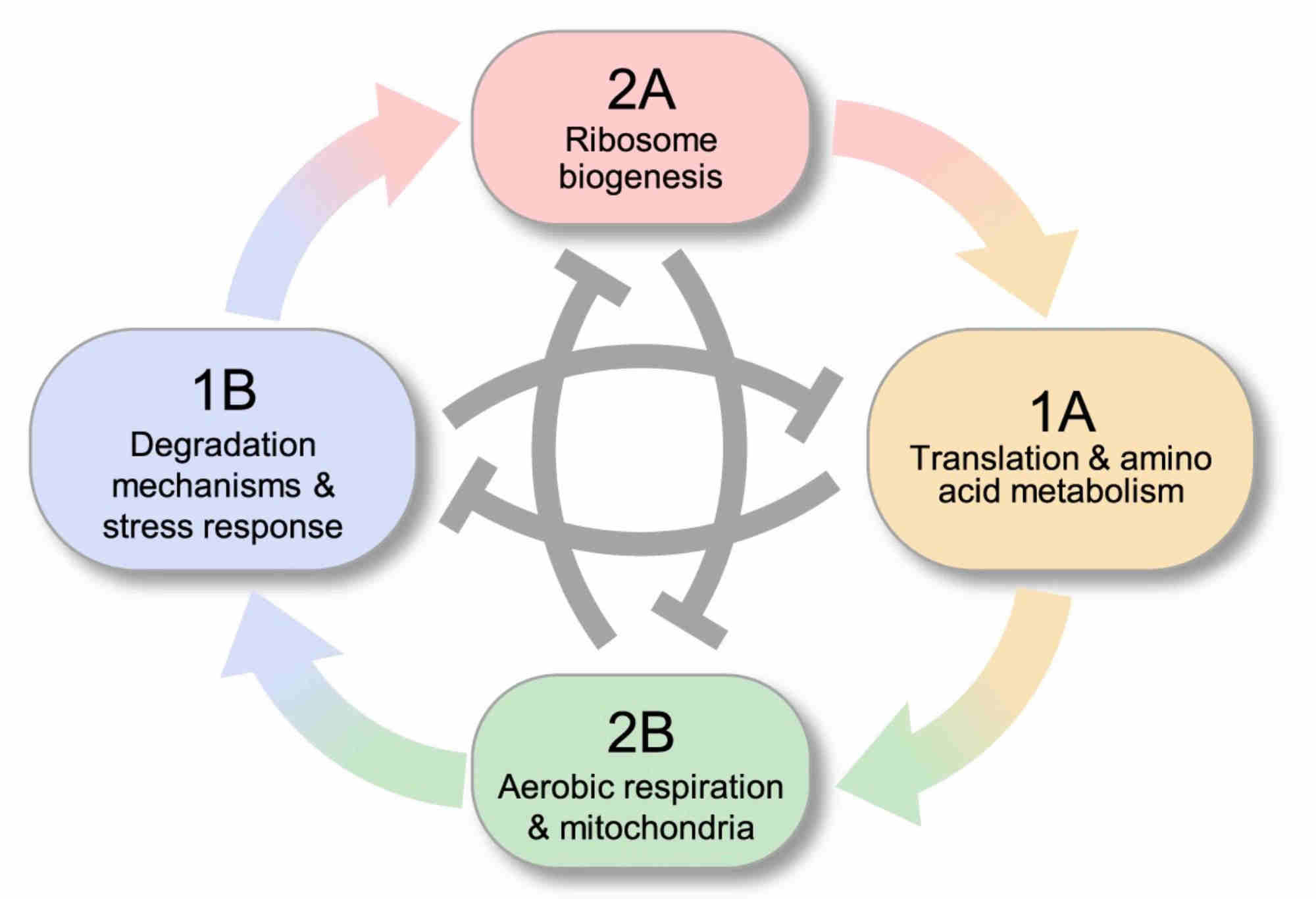 Yin, yang and yeast: how ancient Chinese wisdom helped decode cell life ...