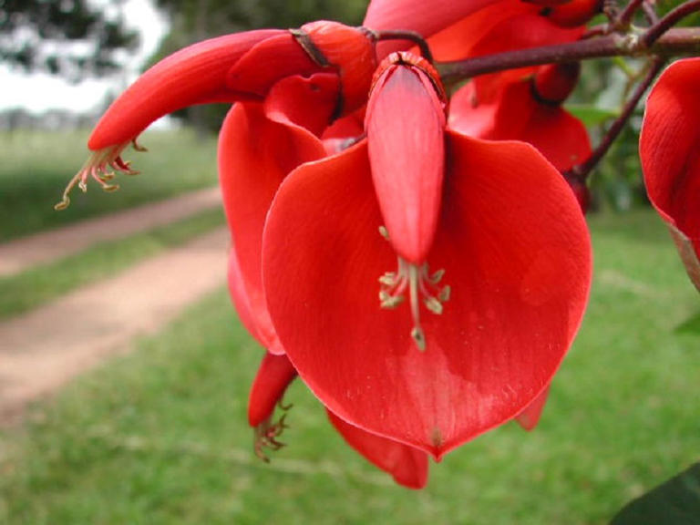 Plantas con flores que desprenden un olor desagradable: especies más ...