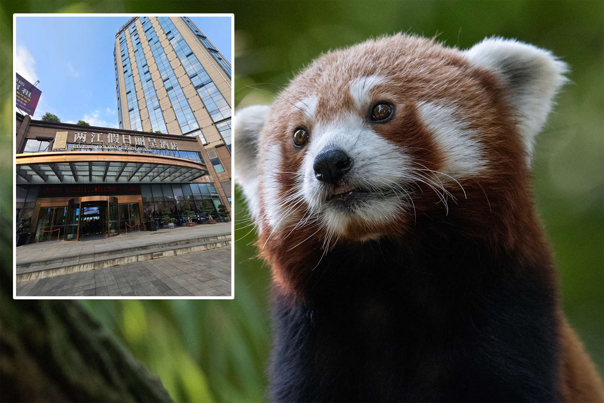 Hotel in China rapped by wildlife officials for using endangered red ...