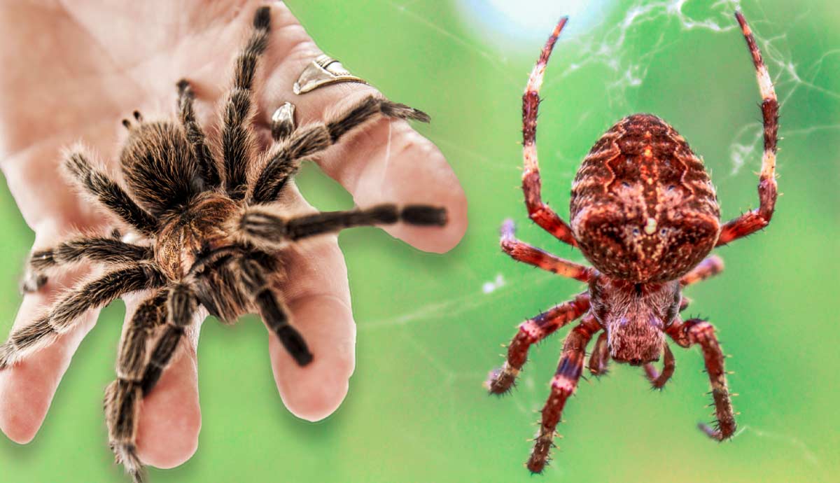 Tarantula vs. Baboon Spider: What’s The Difference?