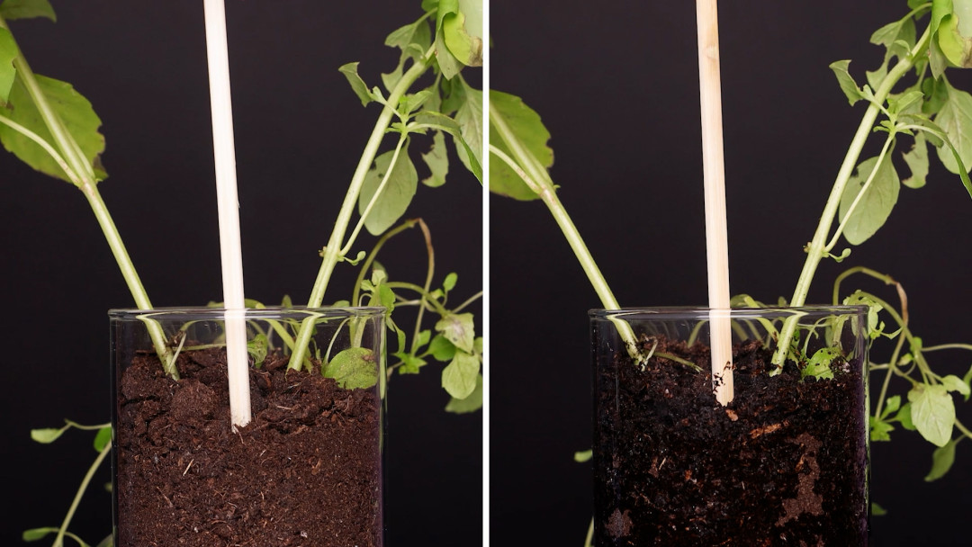 Transform Your Plants With Hacks