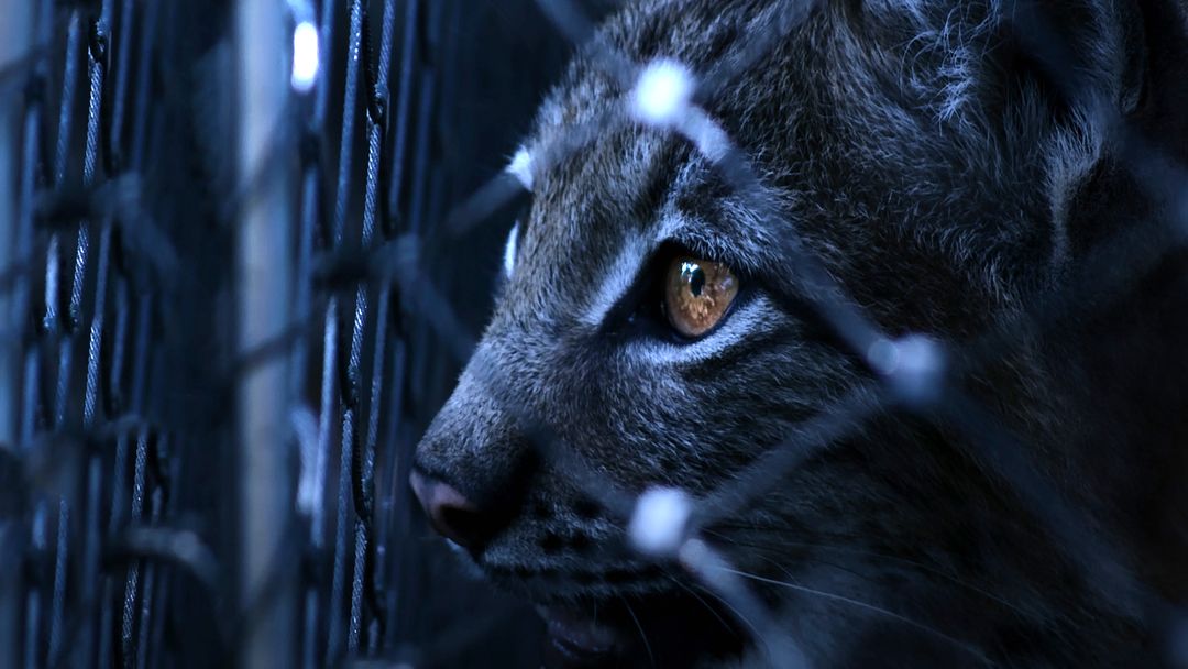 What If There Were No More Cats?