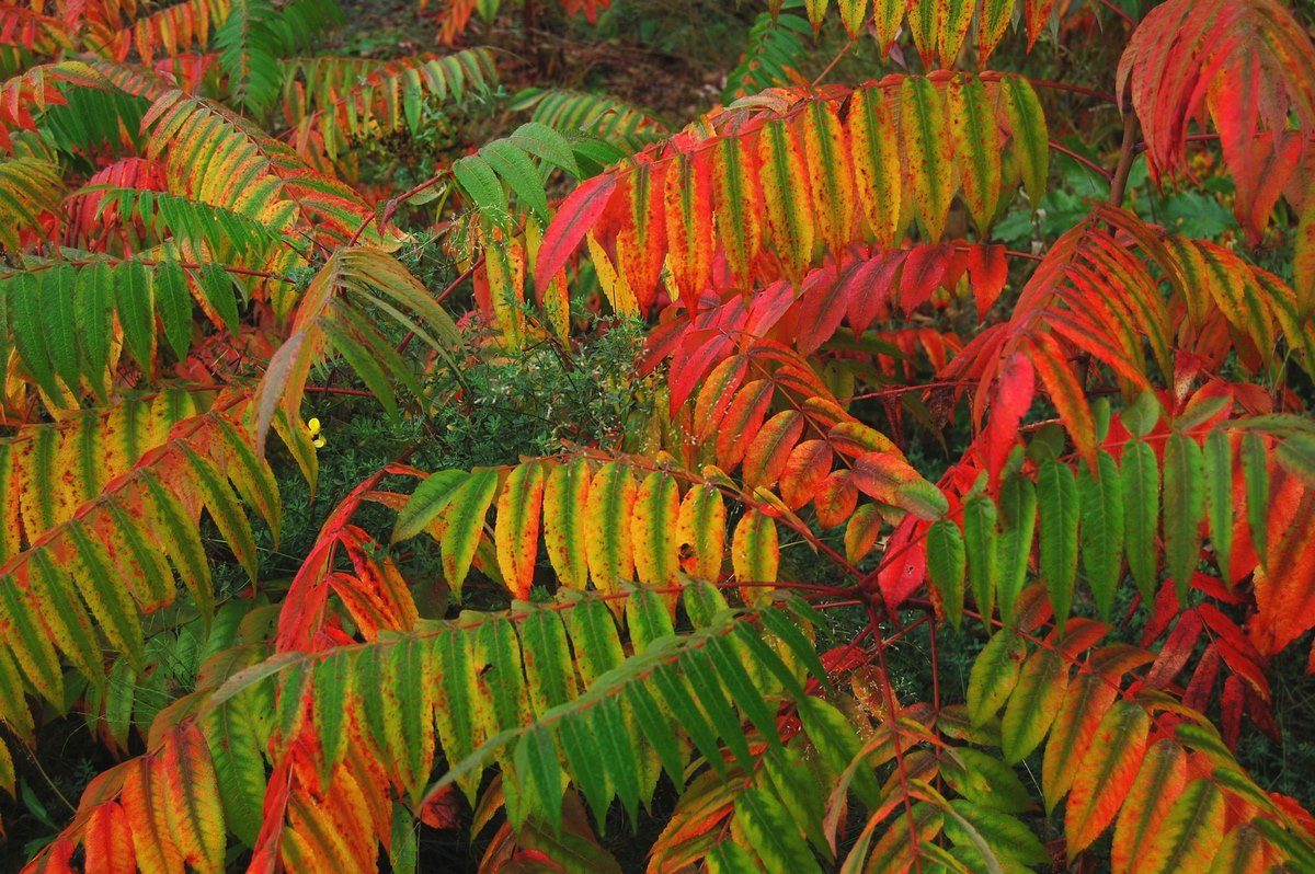 Cuidados, características y especies más importantes del zumaque Rhus