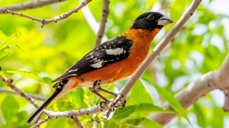 These Fruit Trees Will Turn Your Yard Into A Bird And Butterfly Wonderland