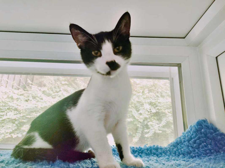 10 cute cats up for adoption at RSPCA Leeds including kitten sadly ...