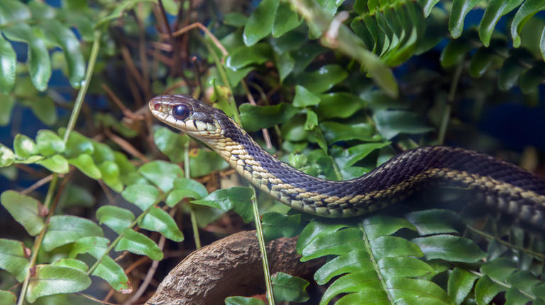 Washington's Most Snake-Filled Lakes And Rivers Might Make You Think ...