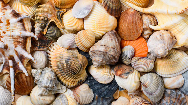 Everything You Need To Know About Shellfish Allergies Everything You Need To Know About Shellfish Allergies