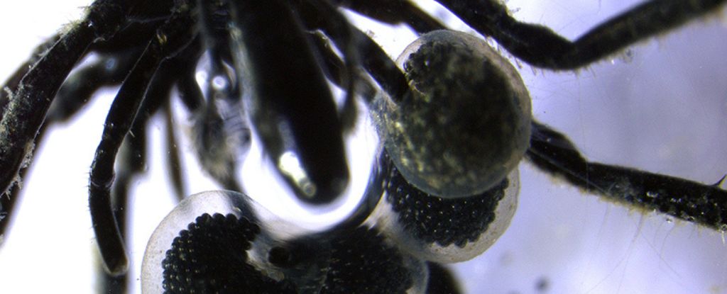 New Discovery of Deep Sea 'Spiders' Is Unlike Anything We've Seen Before