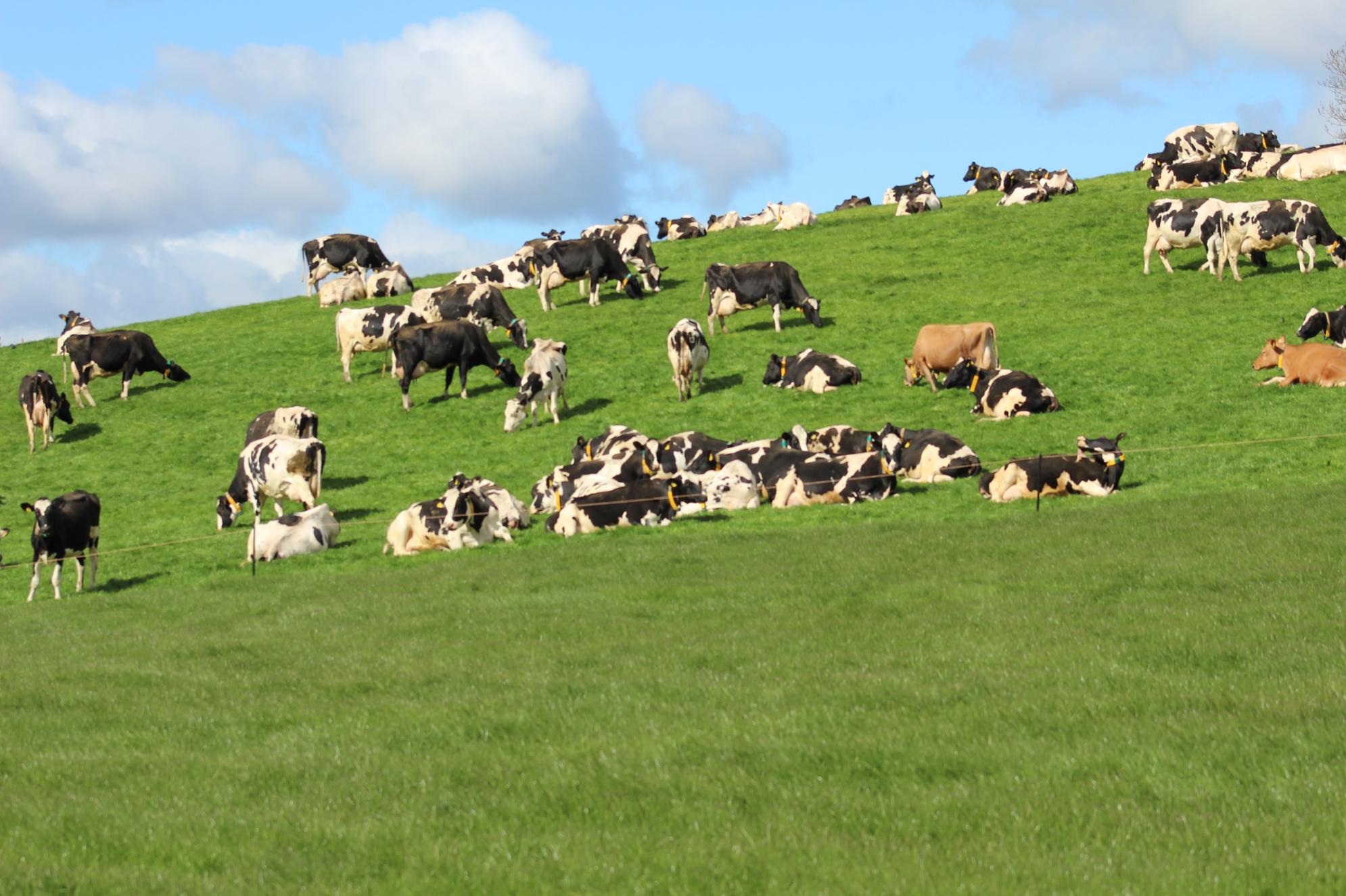 Good news for the countryside: Making good choices for the future