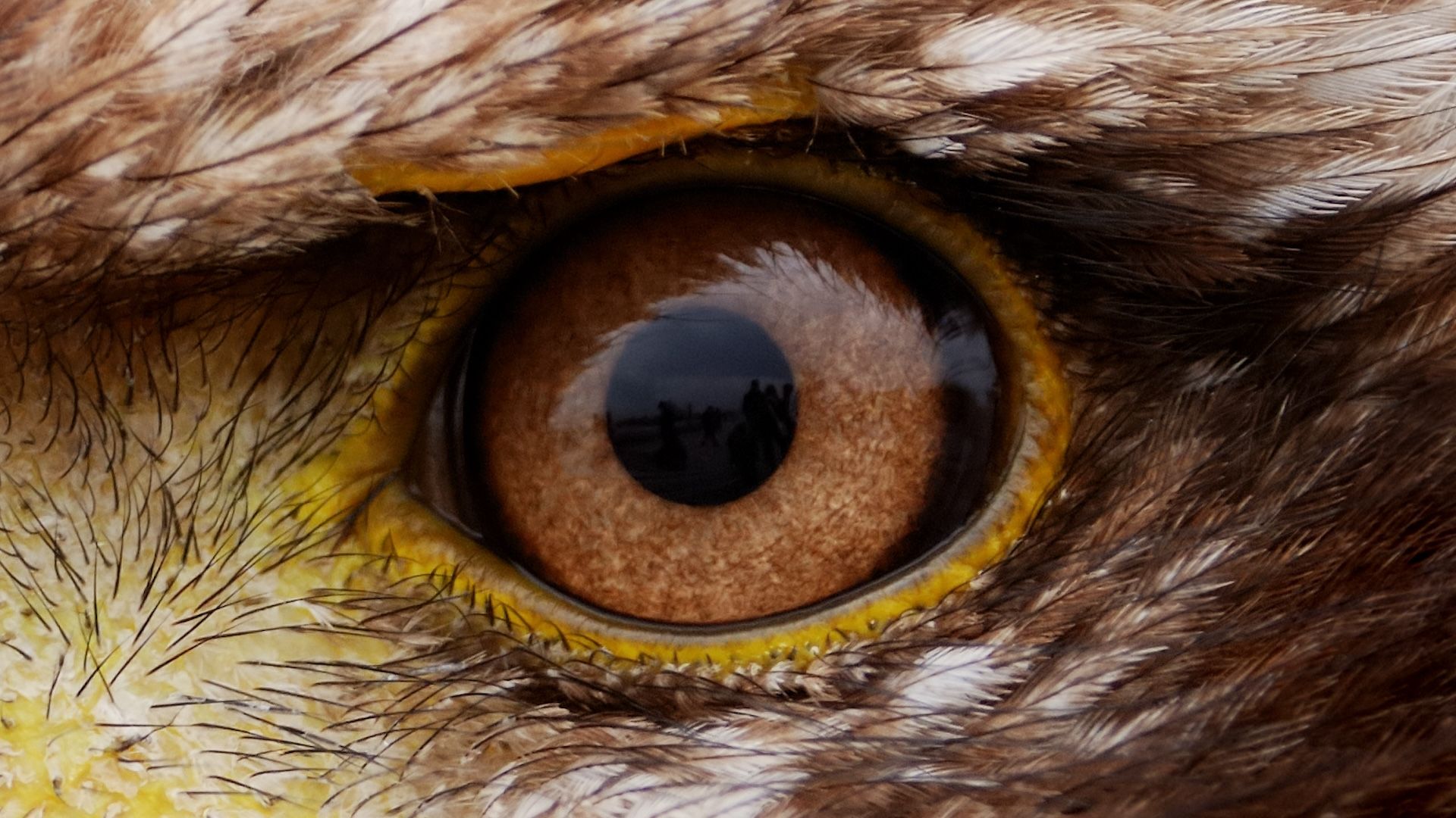 What animal has the best eyesight?