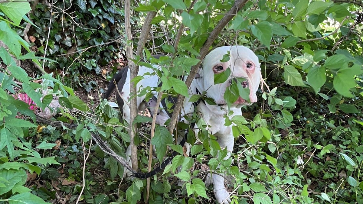 Dog stuck in a bush for 3 days: neighbours shocked once they understand why