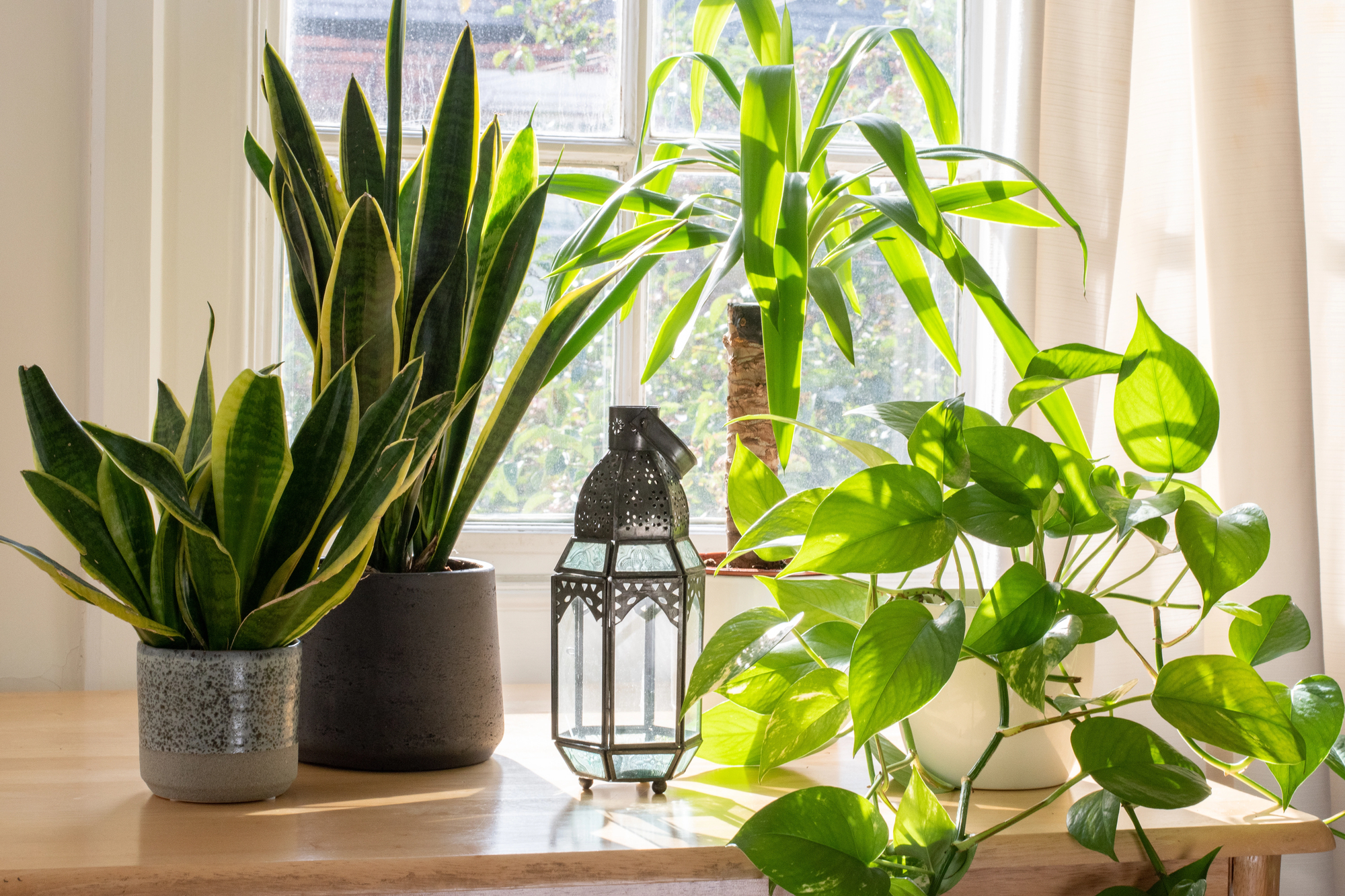 15 Plants That Thrive in Low-Light Bathrooms