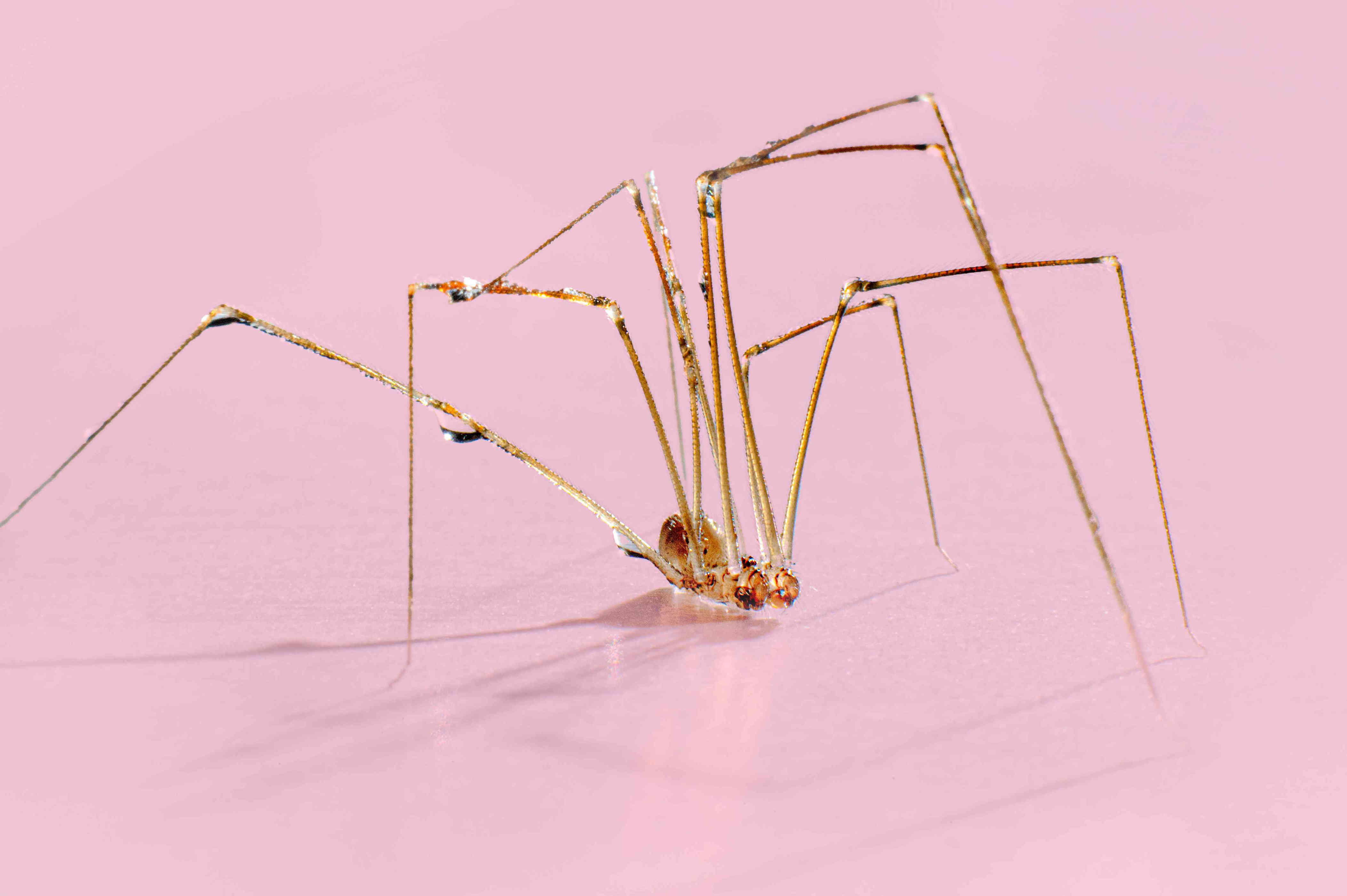 7 surprising mistakes that could be inviting spiders into your home