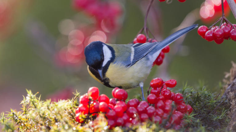These Fruit Trees Will Turn Your Yard Into A Bird And Butterfly Wonderland