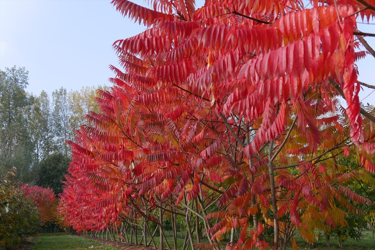 Rhus typhina o zumaque de Virginia: guía completa y cuidados avanzados