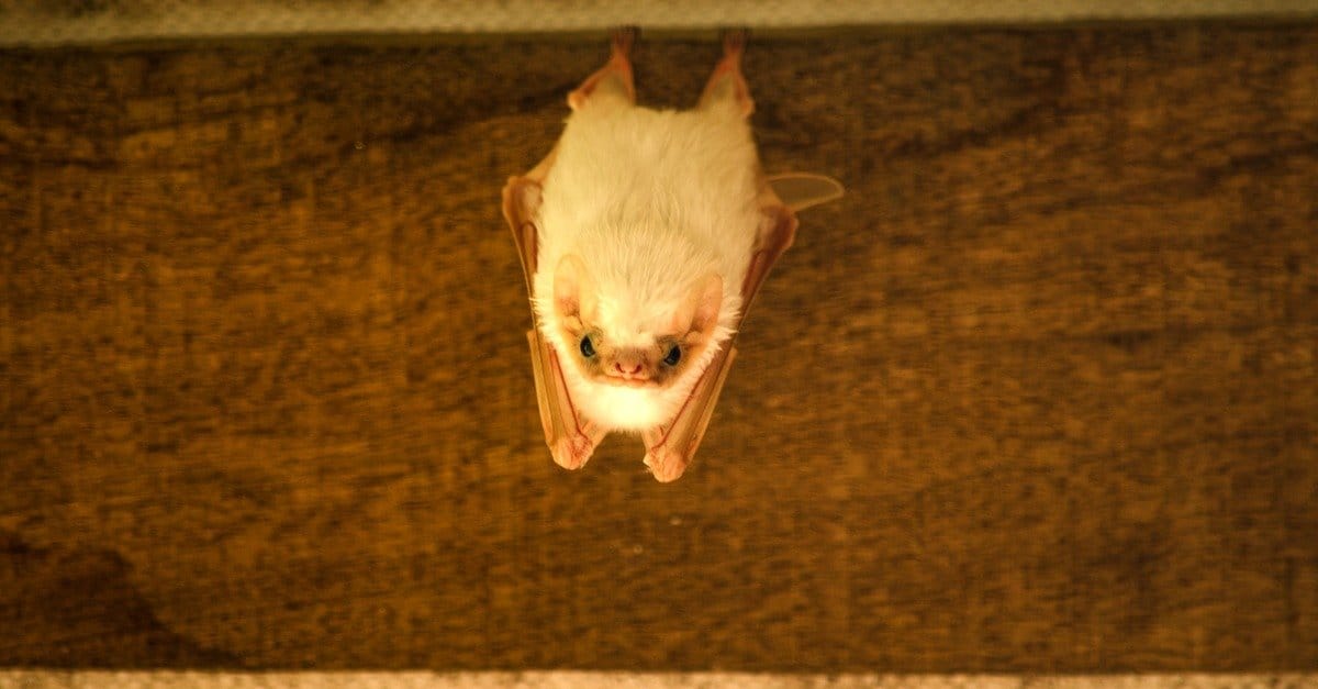 How to Get a Bat Out of Your House