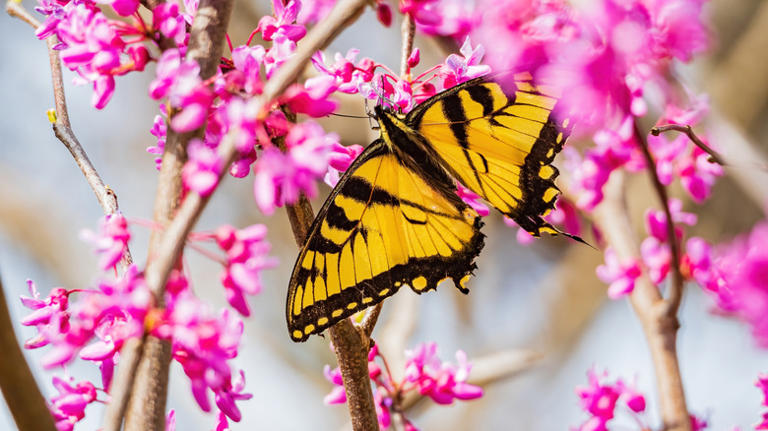 These Fruit Trees Will Turn Your Yard Into A Bird And Butterfly Wonderland