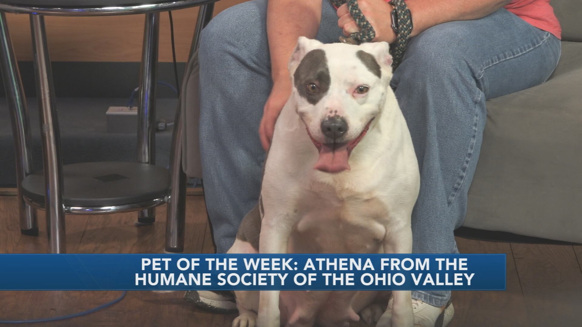 Meet Athena: WTAP’s Pet of the Week