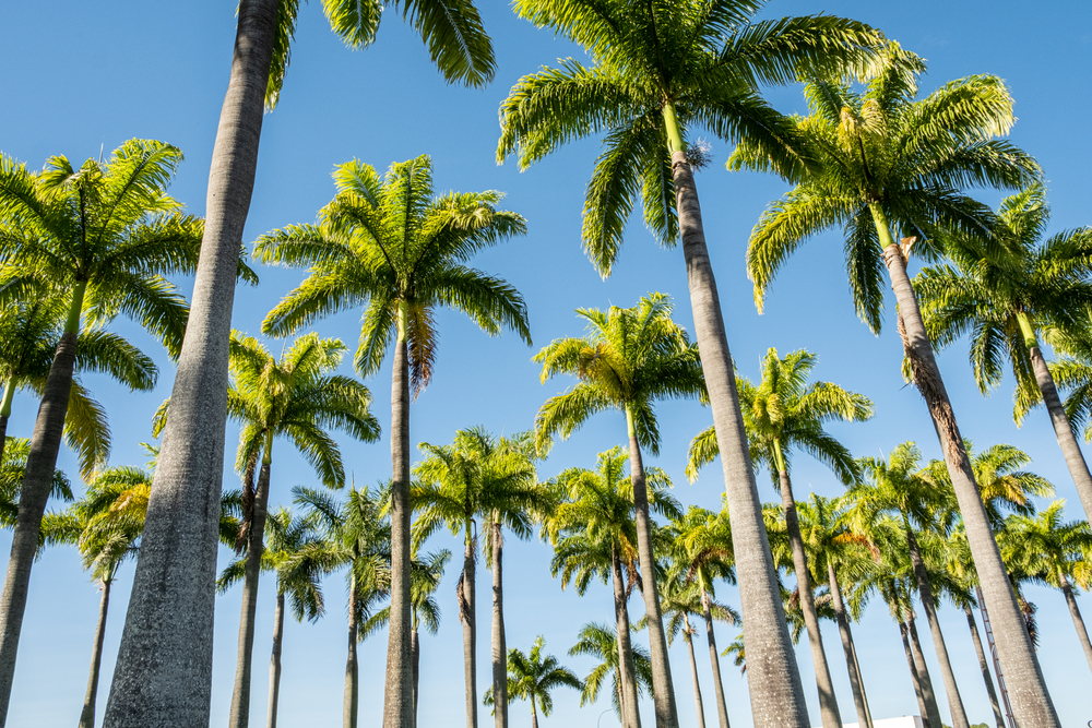 14 Different Types of Palm Trees & How Tall They Grow