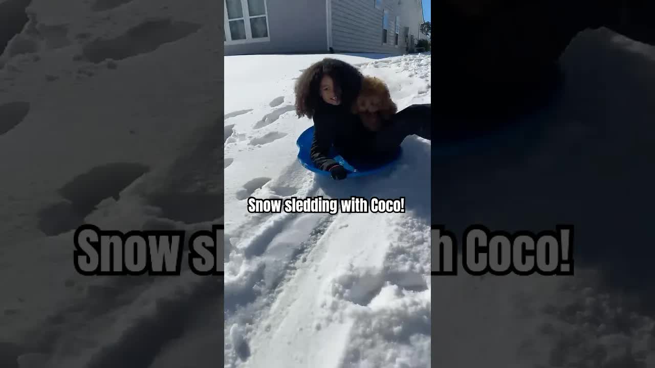 scarlett and tiania: sledding down the smallest hill with coco!