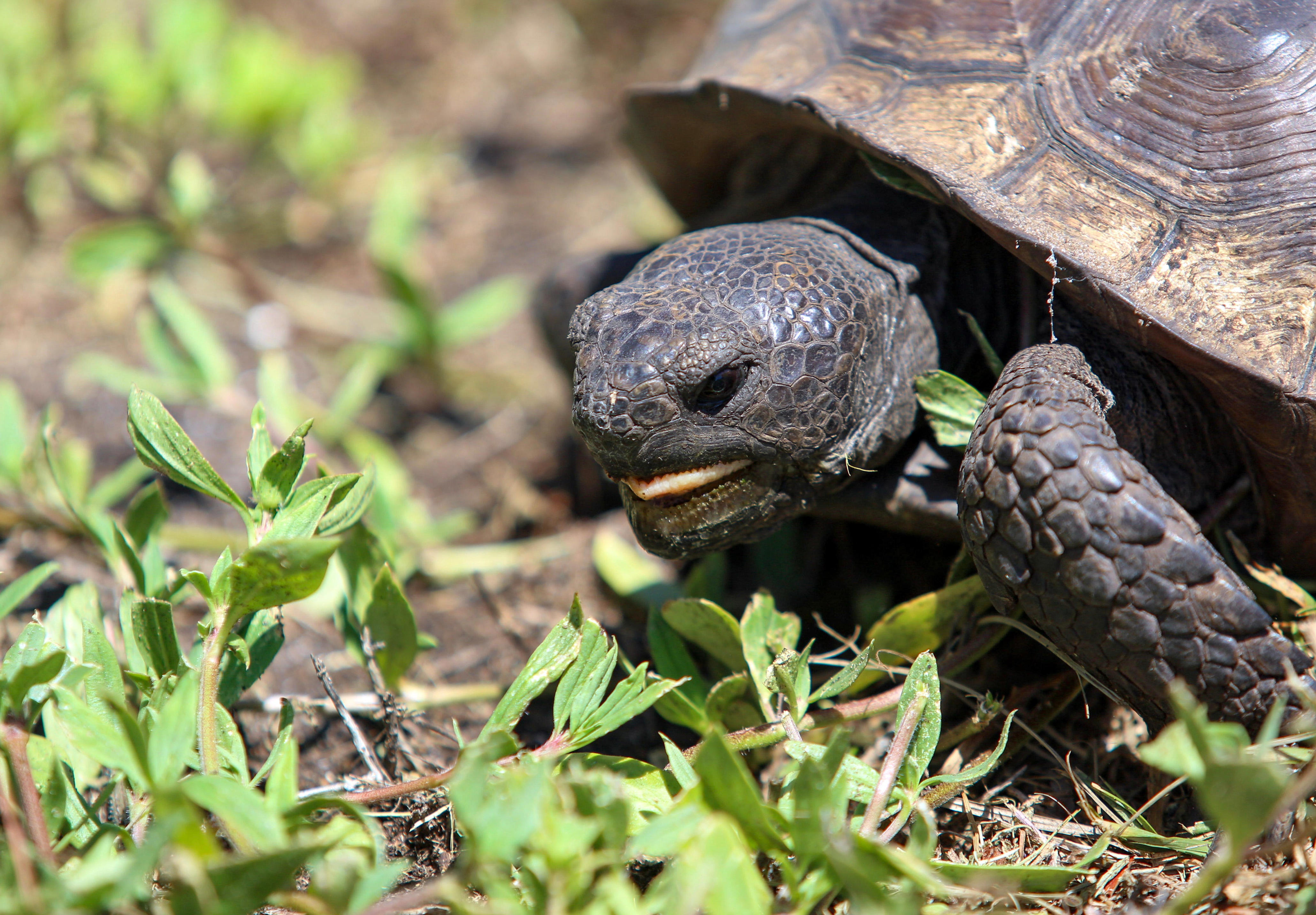 A behind the scenes look at reporting a Florida gopher tortoise story