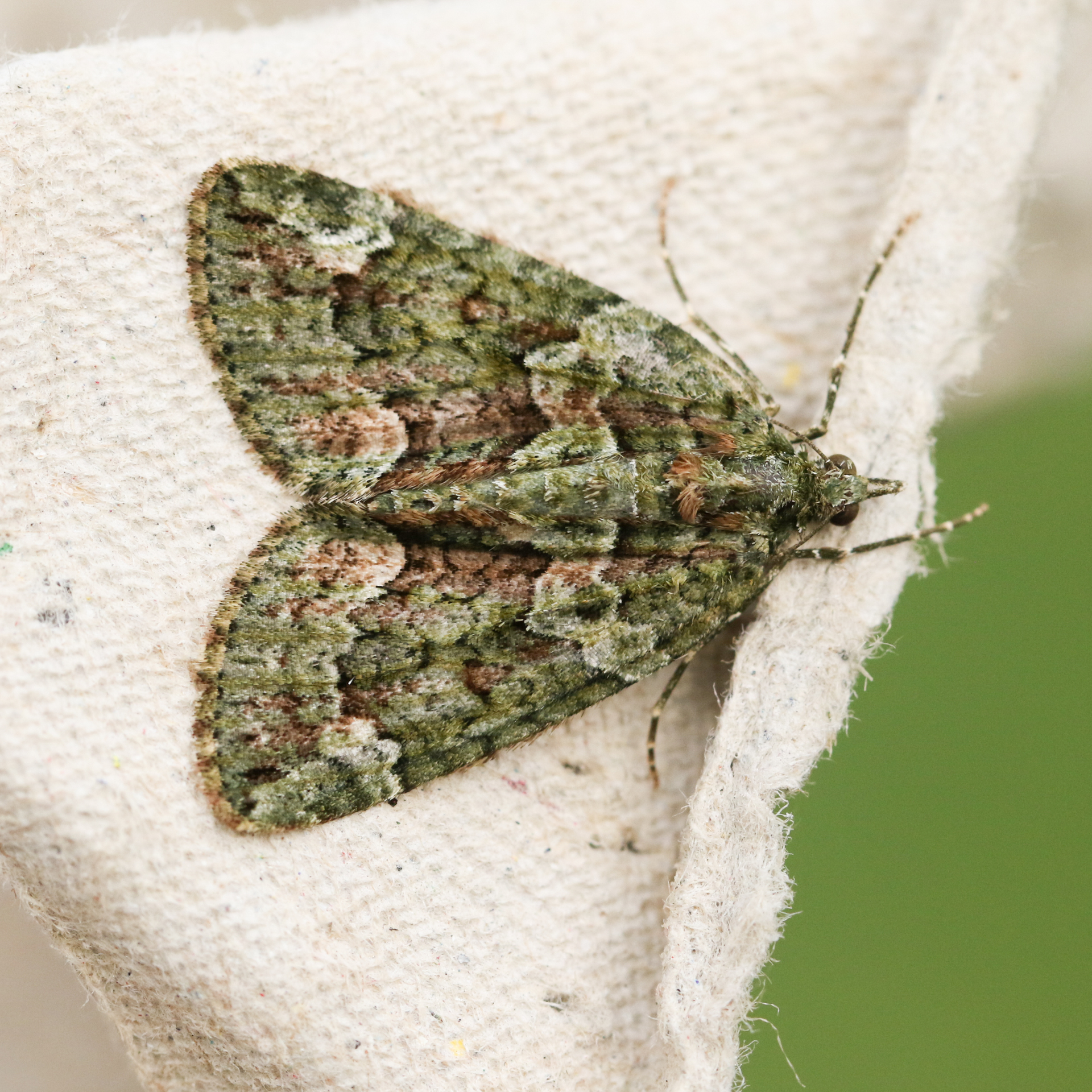 Banish carpet moths from your home this summer – 5 easy methods to get ...