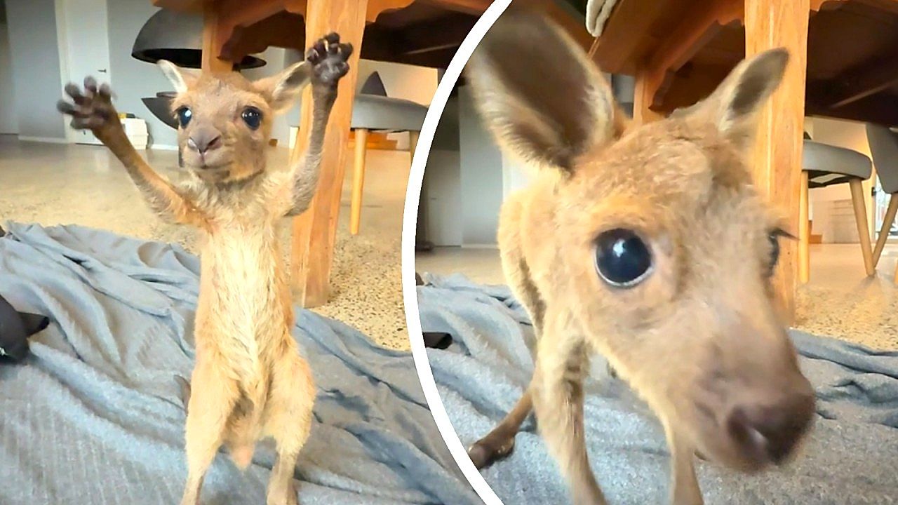 Adorable baby kangaroo takes its first leaps