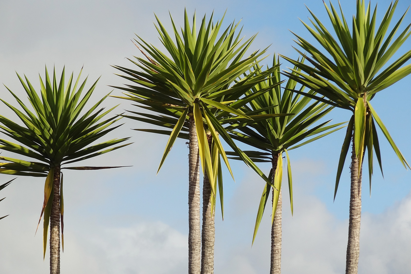 14 Different Types of Palm Trees & How Tall They Grow