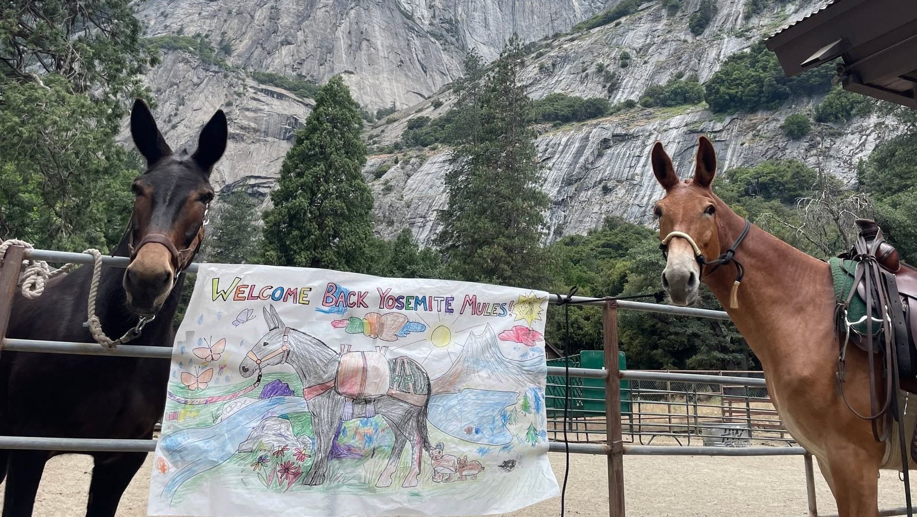 Yosemite Mules return to help patrol, care for national park this summer