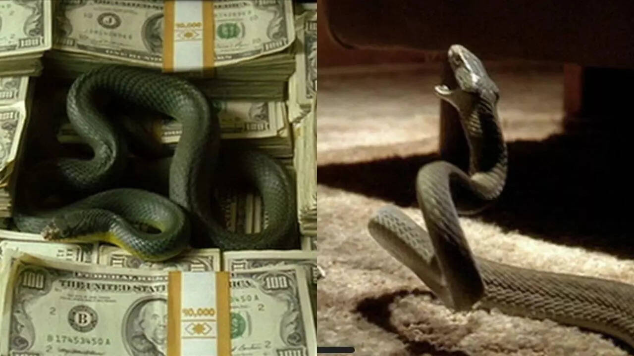 Why the Black Mamba is Hollywood’s favourite villain snake