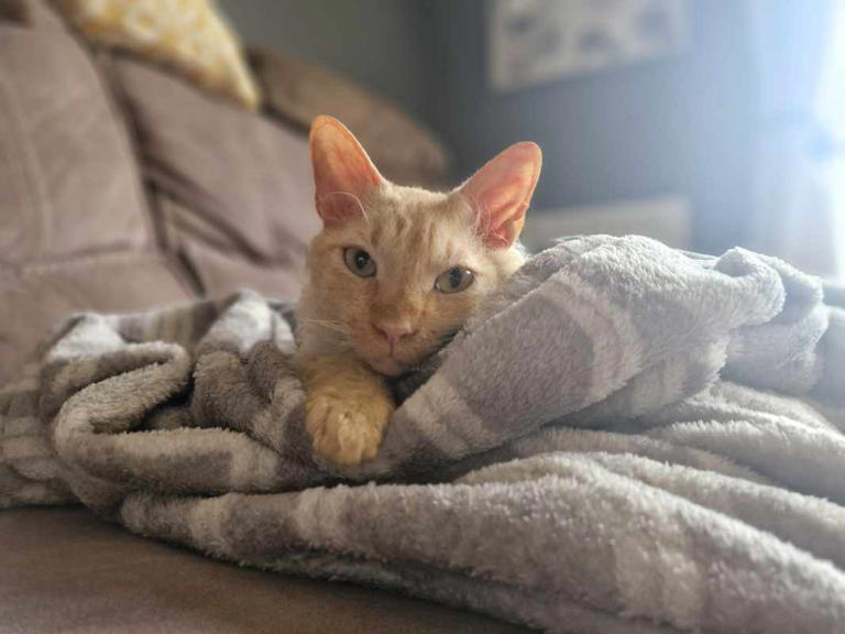 Seven lovely cats up for adoption at RSPCA Leeds including kitten ...