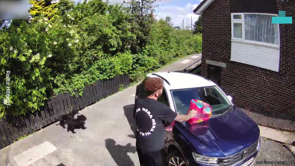 Heartwarming Moment Pups Check on Owner After Fall