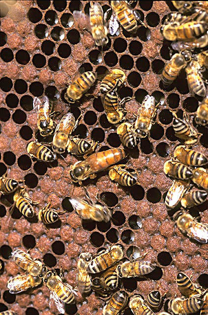 'Killer bees' keep spreading (and killing) across the US