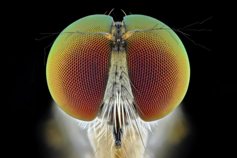 What animal has the best eyesight?