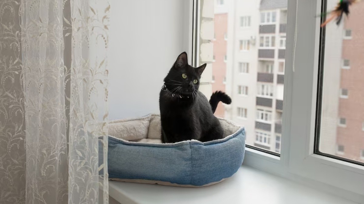 Where is a cat happiest? These 8 environments reveal it