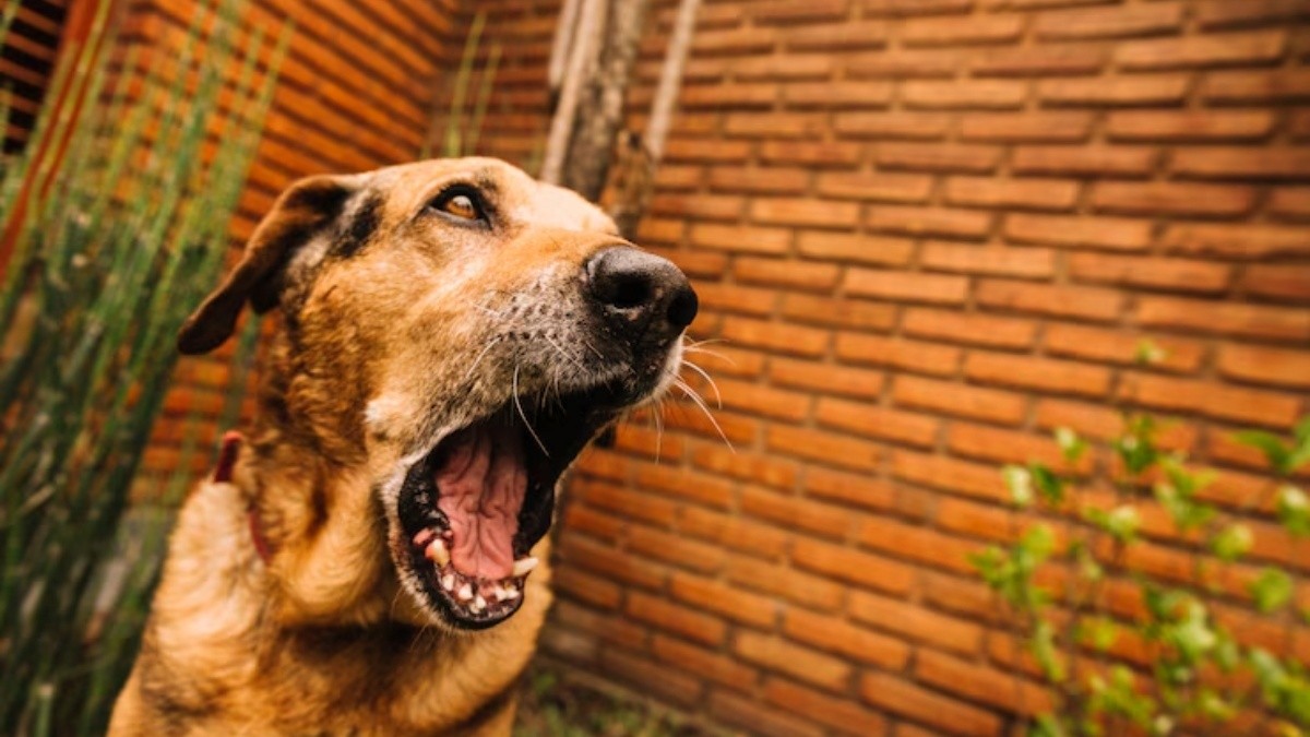 Why does my dog bark at some people and not at others? 8 reasons to ...