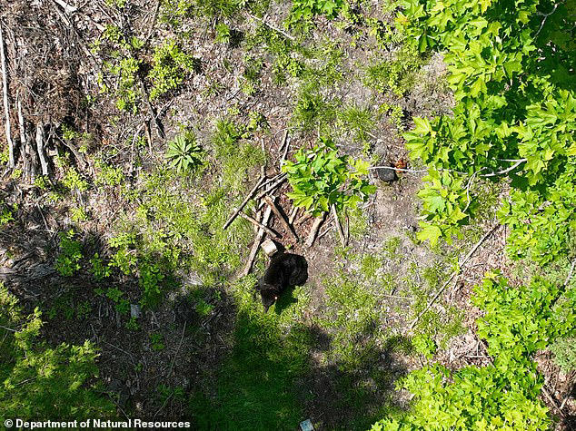 Baby black bear with plastic lid stuck on its neck for TWO YEARS is ...
