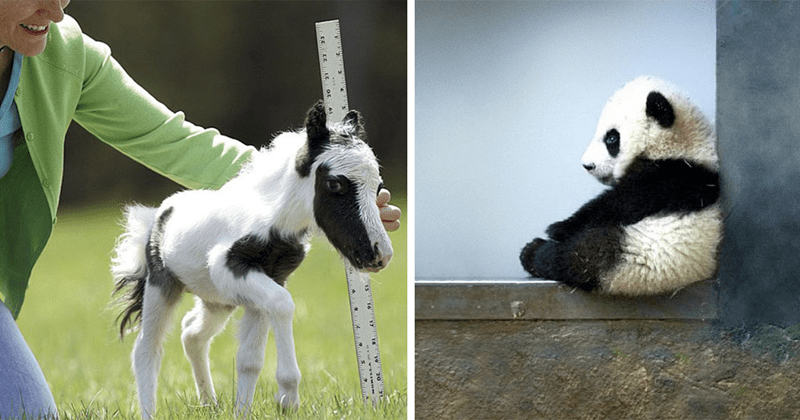 20 Itty Bitty Cute Baby Animals To Bring A Smile To Your Face (June 22 ...