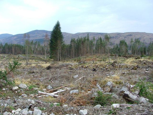 Tree Planting Isn't Enough—Here's What Really Counts