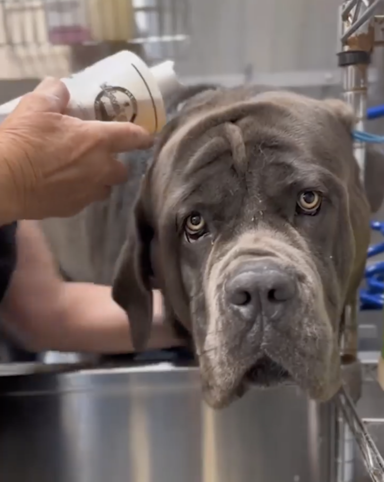 You have to see this giant dog’s incredible transformation after rescue