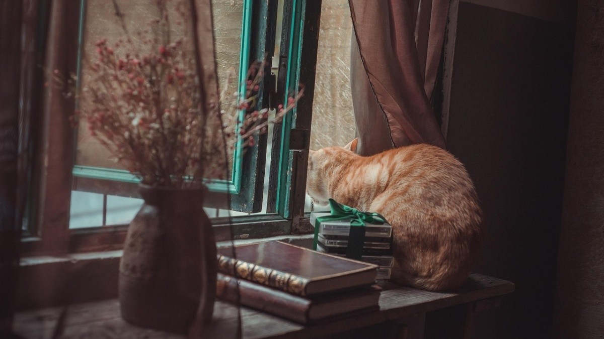 Where is a cat happiest? These 8 environments reveal it