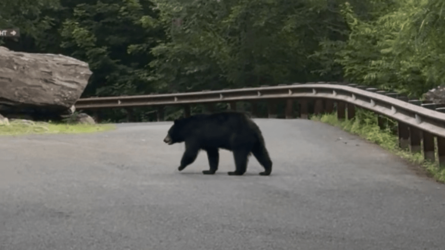 Black bear seen walking on Mt. Tom trail