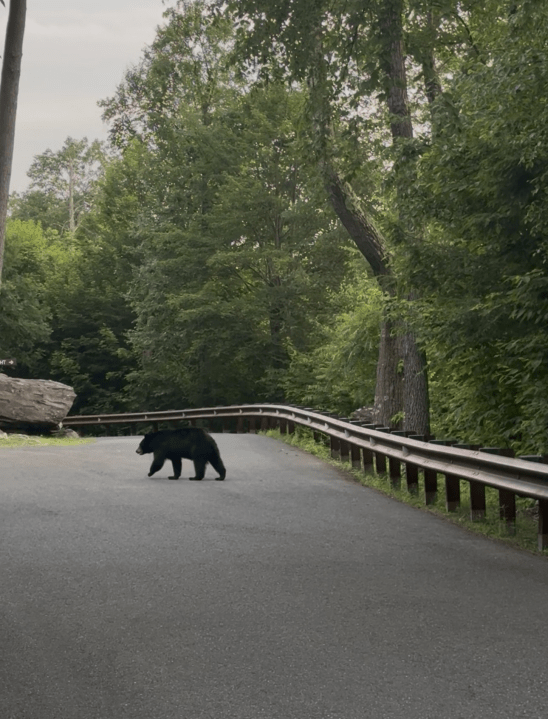 Black bear seen walking on Mt. Tom trail