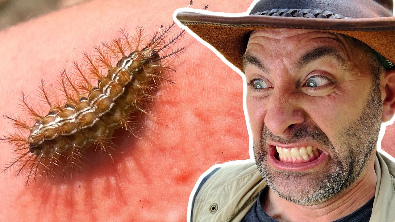 Coyote Peterson meets a giant silk caterpillar