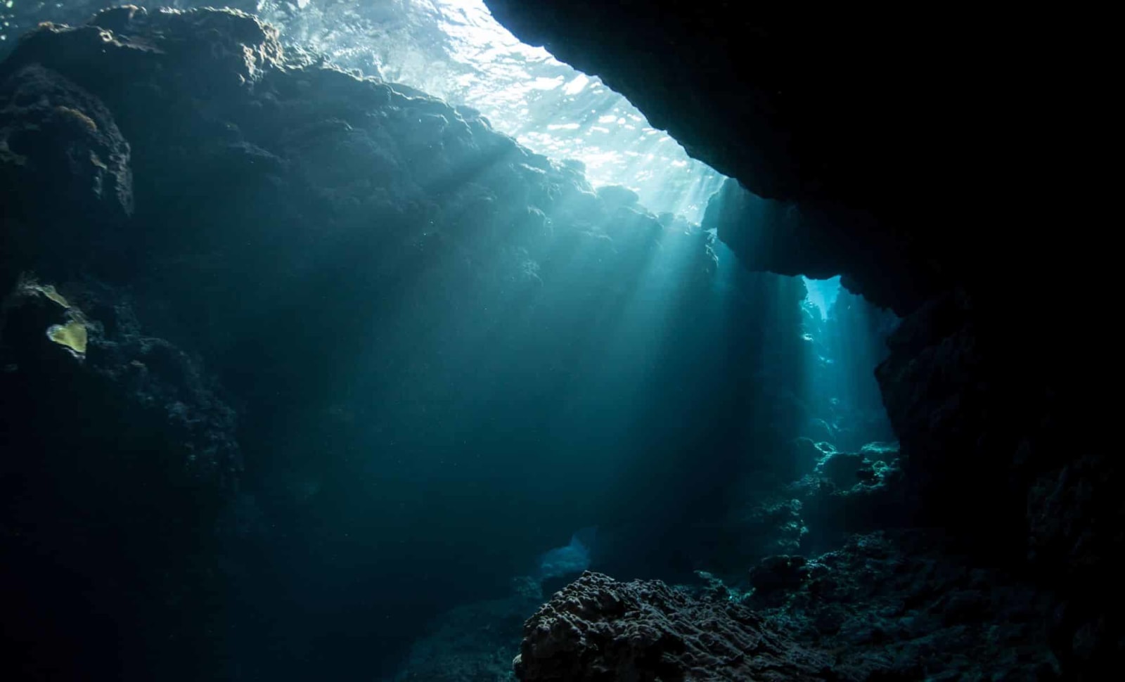 Scientists Find A New Predator in Ocean’s Most Mysterious Zone