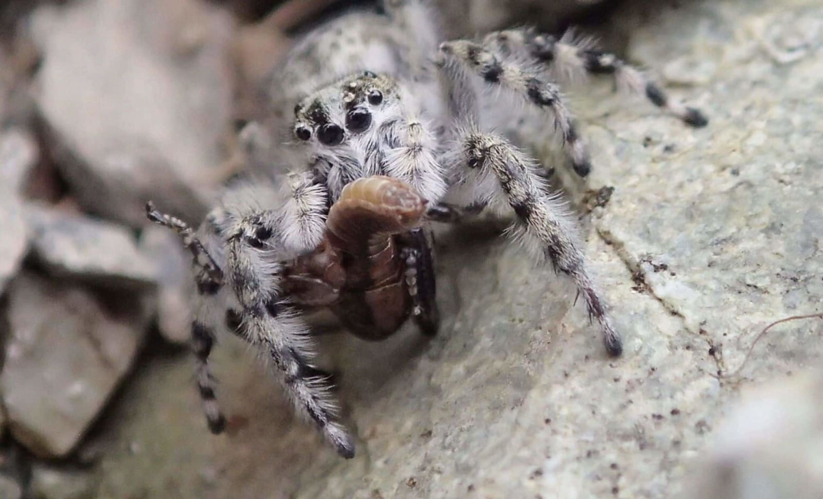 Bizarre New Spider Species Discovered in New Zealand – And They’re ...