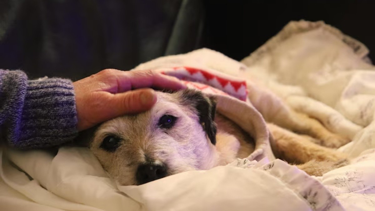 8 signs that your dog is intoxicated and how to respond in time; symptoms