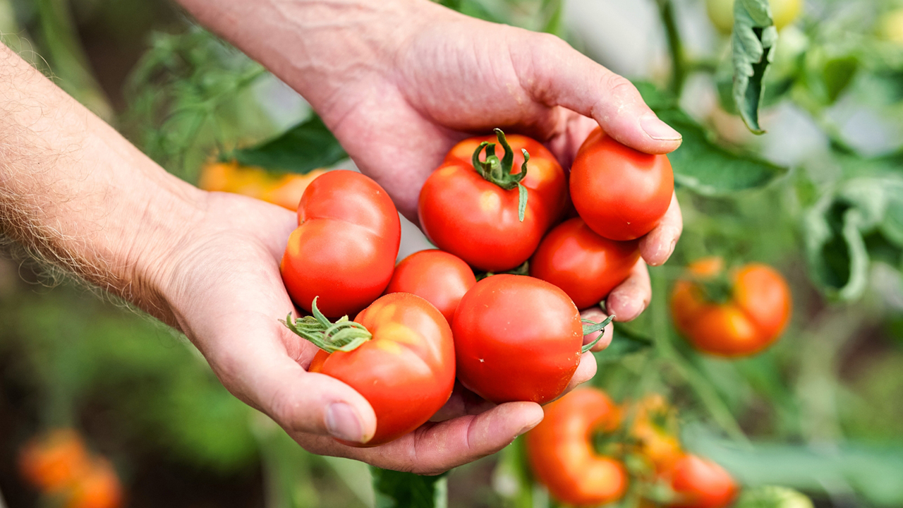 8 Signs That Your Tomatoes Are Ready For Harvest