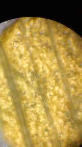Everyday Objects That Look Insane Under the Microscope!